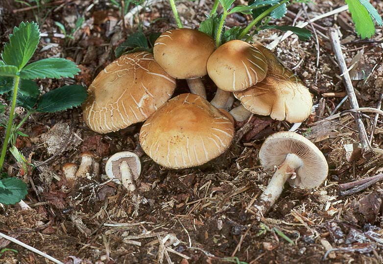 Agrocybe praecox