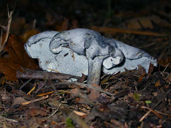 Albatrellus caeruleoporus