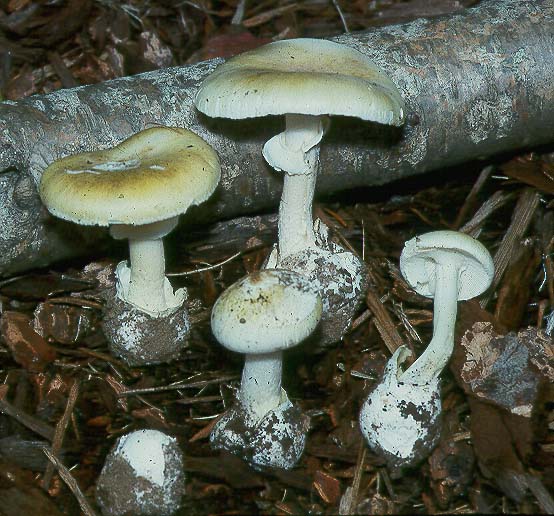 Amanita phalloides