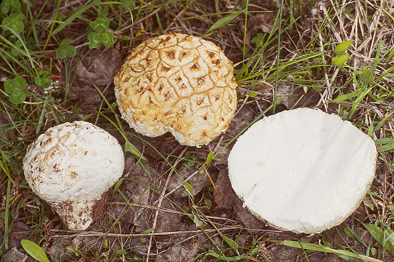 Calbovista subsculpta