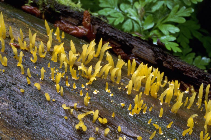 Calocera cornea