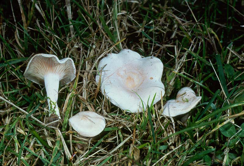 Clitocybe dealbata