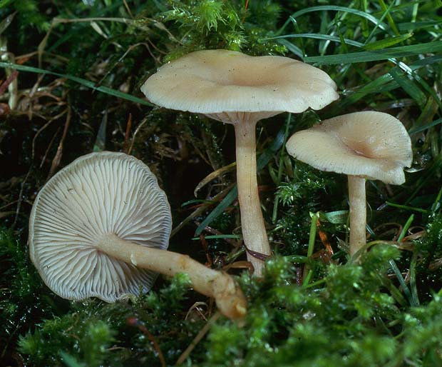 Clitocybe deceptiva
