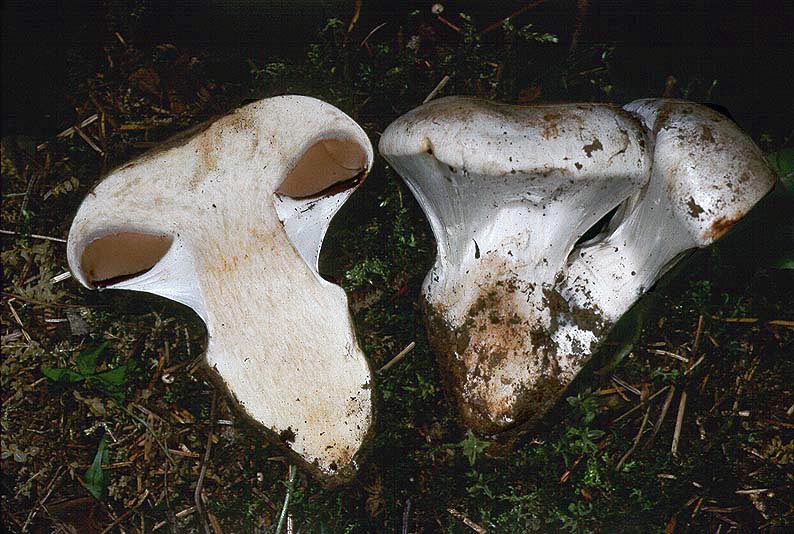 Cortinarius magnivelatus