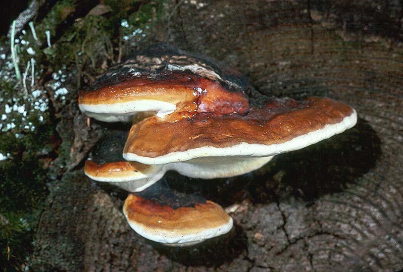 Fomitopsis pinicola - Alchetron, The Free Social Encyclopedia