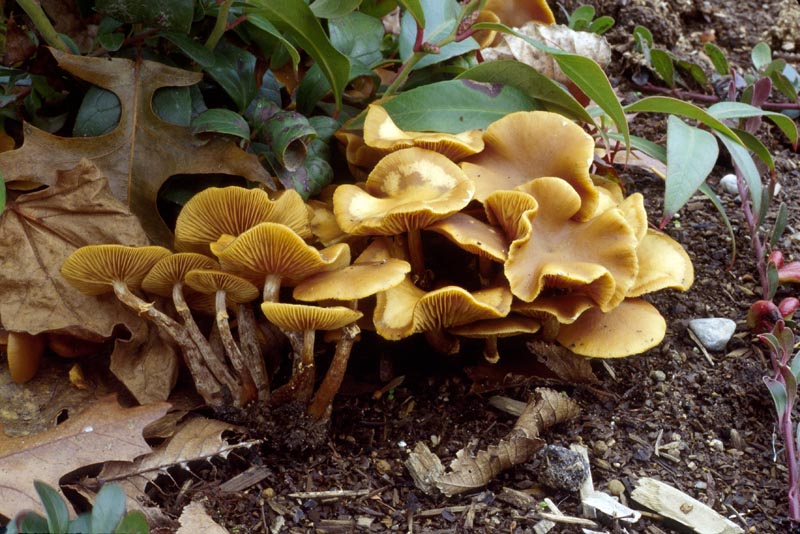 Galerina marginata