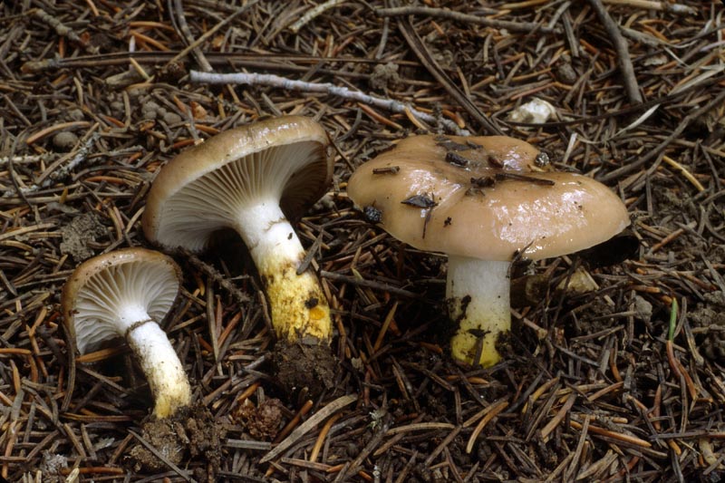 Gomphidius glutinosus - Alchetron, The Free Social Encyclopedia