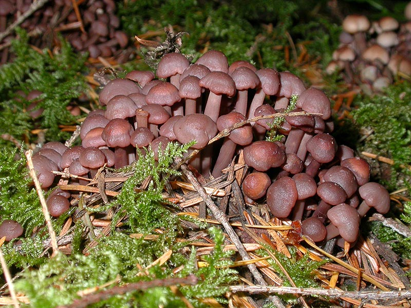 Gymnopus acervatus
