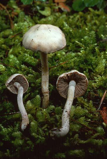 Inocybe geophylla