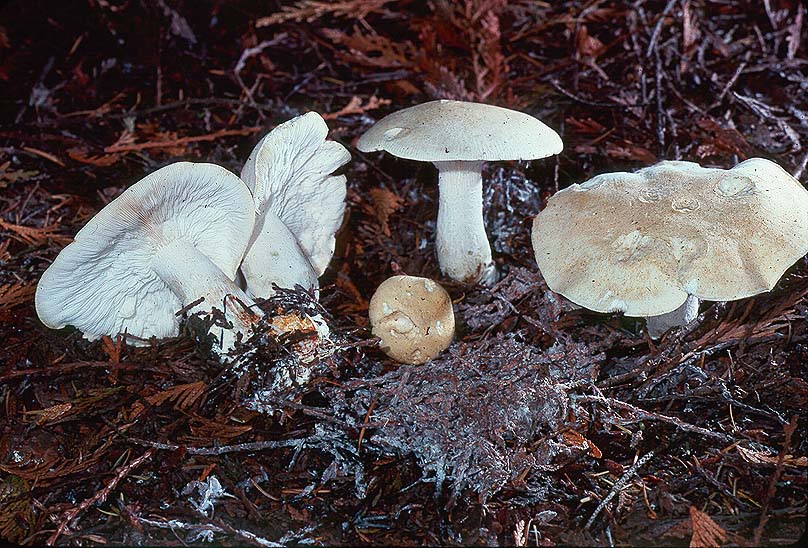 Leucopaxillus albissimus