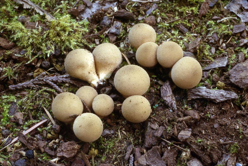 Lycoperdon pyriforme - Alchetron, The Free Social Encyclopedia
