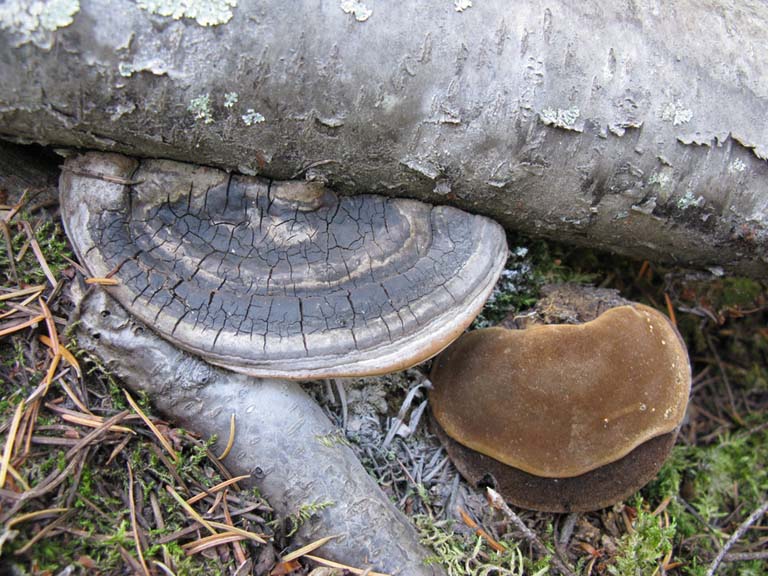 Phellinus igniarius - Alchetron, The Free Social Encyclopedia