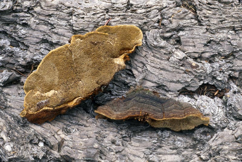 Phellinus pini - Alchetron, The Free Social Encyclopedia