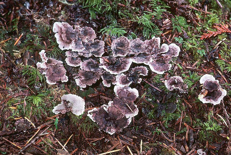 Phellodon - Alchetron, The Free Social Encyclopedia