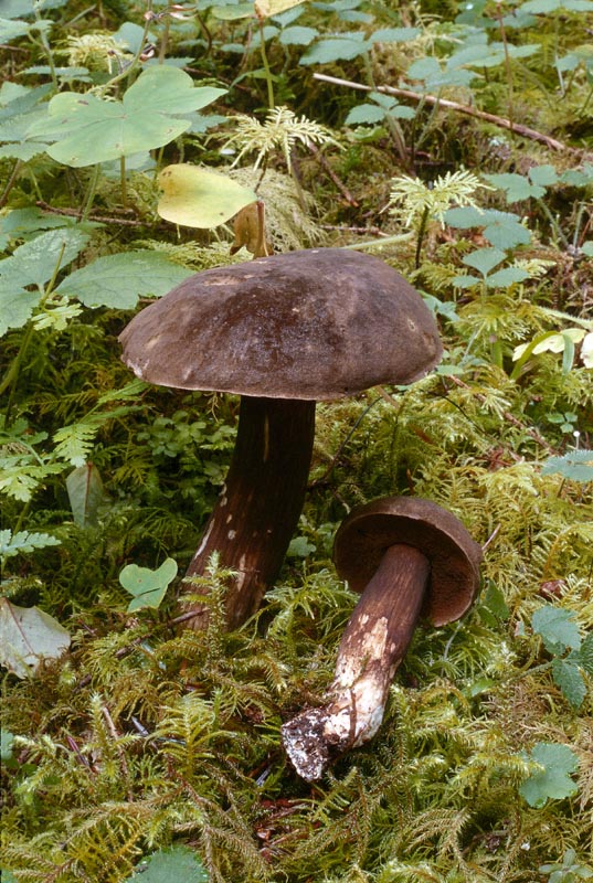 Porphyrellus porphyrosporus