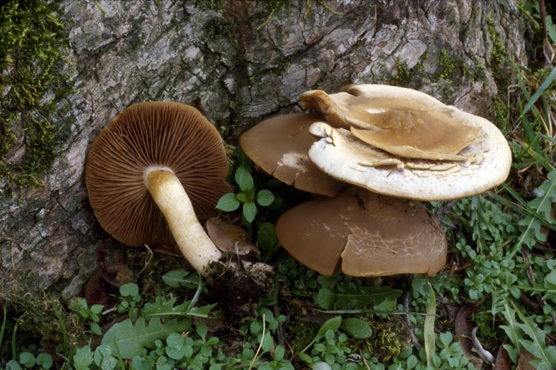 Psathyrella spadicea