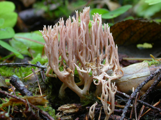 Ramaria - Alchetron, The Free Social Encyclopedia