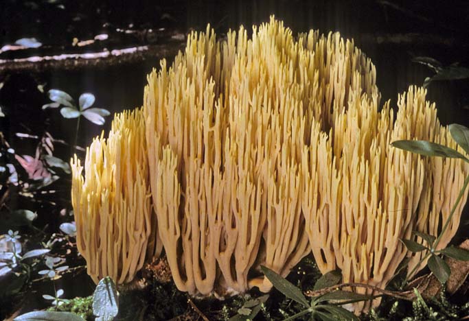 Ramaria stricta - Alchetron, The Free Social Encyclopedia
