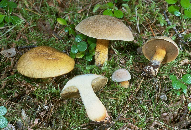 Suillus tomentosus - Alchetron, The Free Social Encyclopedia