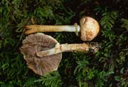 AGARICUS in the Pacific Northwest