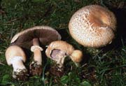 AGARICUS in the Pacific Northwest