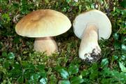 BOLETES in the Pacific Northwest
