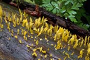 CLUB-SHAPED FUNGI in the Pacific Northwest