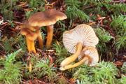 VEINED FUNGI of the Pacific Northwest
