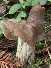 HELVELLACEAE in the Pacific Northwest