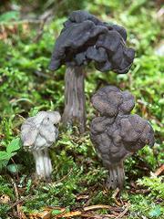 HELVELLACEAE in the Pacific Northwest