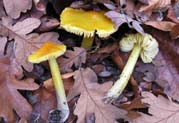 HYGROPHORUS in the Pacific Northwest
