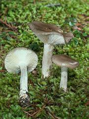 HYGROPHORUS in the Pacific Northwest