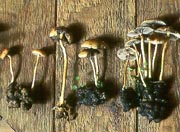 STROPHARIACEAE in the Pacific Northwest