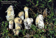 HYPOMYCES in the Pacific Northwest