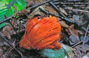HYPOMYCES in the Pacific Northwest