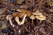 INOCYBE in the Pacific Northwest