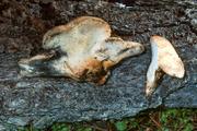 POLYPORES in the Pacific Northwest