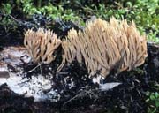 RAMARIA in the Pacific Northwest