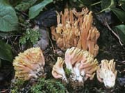 RAMARIA in the Pacific Northwest