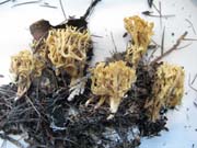 RAMARIA in the Pacific Northwest