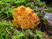 RAMARIA in the Pacific Northwest