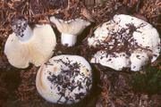 RUSSULA in the Pacific Northwest