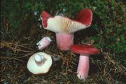 RUSSULA in the Pacific Northwest