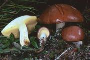 BOLETES in the Pacific Northwest